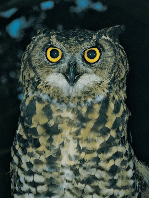 Eagle Owl Nocturnal Nocturnal Predator And Nocturnal Hunter Britannica