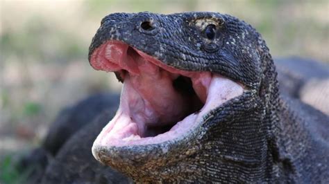 Komodo Dragon Venom Effects Are They Dangerous” Wilderness Insider