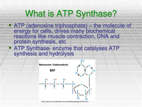 PPT ATP Synthase PowerPoint Presentation Free Download ID
