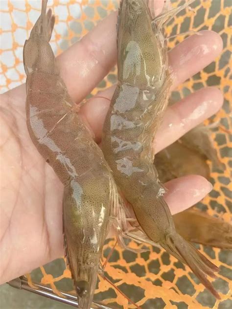 航锅锅说我们试营业啦平价海鲜火锅等你来 知乎