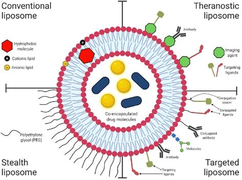 Scheme Showing A Liposomal Nanocarrier With Co Encapsulated Theranostic