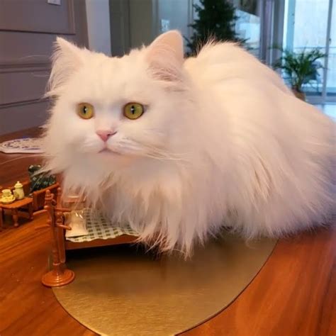 거대고양이 요미의 침실♡ Youtube