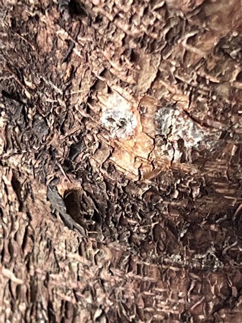 떡갈나무 하얀 곰팡이 지식in