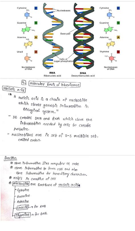 SOLUTION Molecular Basis Of Inheritance Imp Studypool