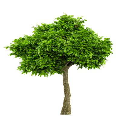 Tree Clip Art PNGs For Free Download