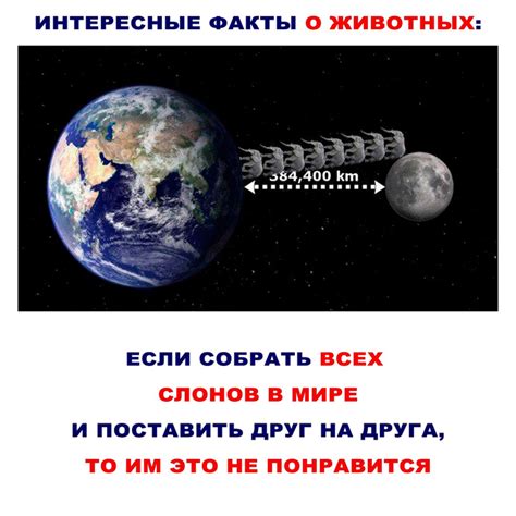 ﻿ИНТЕРЕСНЫЕ ФАКТЫ О ЖИВОТНЫХ ЕСЛИ СОБРАТЬ ВСЕХ СЛОНОВ В МИРЕ И ПОСТАВИТЬ ДРУГ НА ДРУГА ТО ИМ