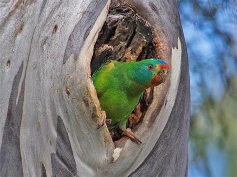 Saving The Swift Parrot