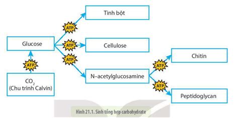 L Thuy T Trao I Ch T Sinh Tr Ng V Sinh S N Vi Sinh V T Sinh K T N I Tri Th C Sgk