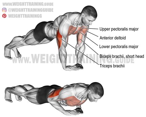 Diamond Push Up A Compound Bodyweight Exercise Target Muscle Triceps Brachii Synergists