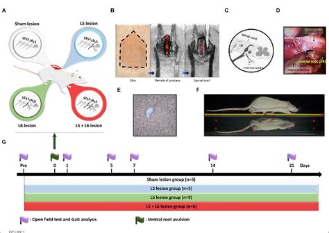 Figure 1 From Time Course Gait Pattern Analysis In A Rat Model Of Foot Drop Induced By Ventral