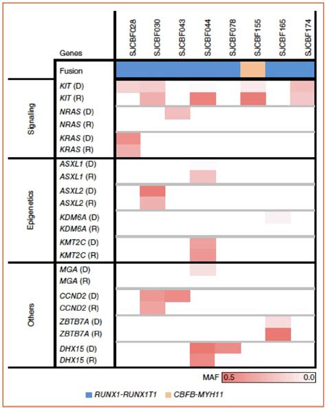 The Genomic Landscape Of Core Binding Factor Acute Myeloid Leukemias Ematologia In Progress