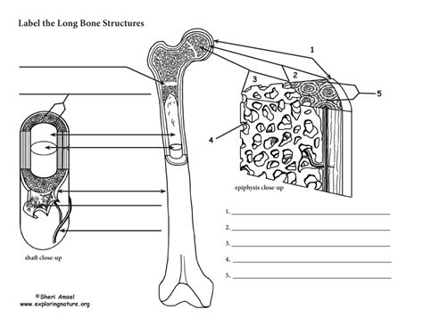 Bone Anatomy Labeling Exploring Nature