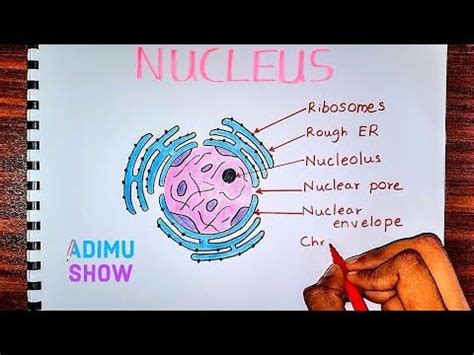 How To Draw Label The Nucleus Biology Drawing Biology Diagrams