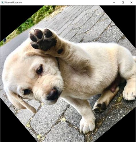 Rotate Image Without Cutting Off Sides Using Python Opencv Geeksforgeeks