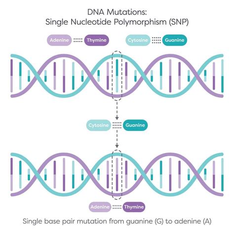 single nucleotide polymorphism snps dna mutation diagram 57365001
