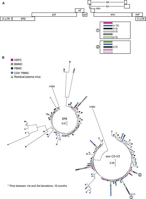 Hspc Associated Sequences Match Pv And Can Be Recovered From Two Download Scientific Diagram