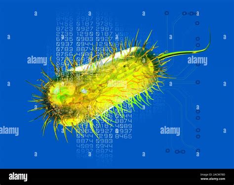 Bacterial Computing Conceptual Artwork Escherichia Coli Bacterium With A Data Stream And