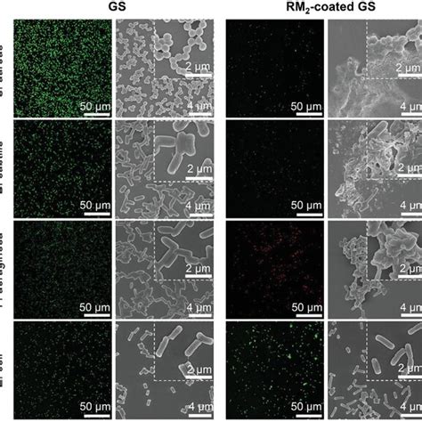 Clsm Images And Sem Morphologies Right Of S Aureus B Subtilis P