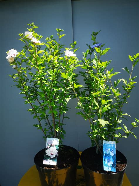 Hibiscus Stella Floris