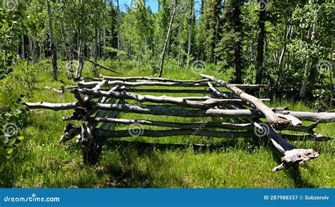 Square Wooden Structure In Lush Green Forest Setting Stock Video Video Of Trees Logs 287988337