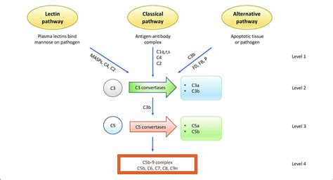activation and regulation of the complement system activation occurs