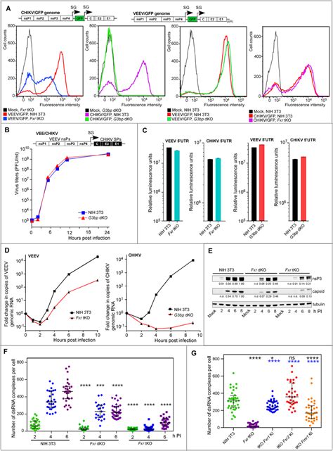 fxrs and g3bps facilitate vrc formation and rna replication a facs