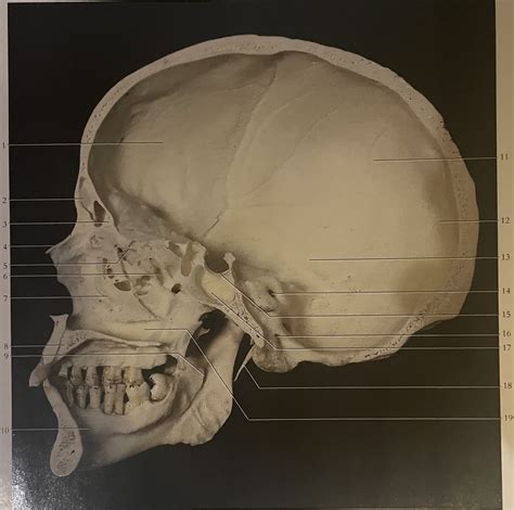Skull Longitudinal Half Diagram Quizlet