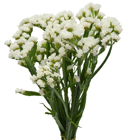 Statice White Stems Ship Cut Flowers