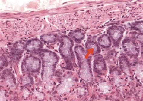 Cat 1 Anatomy And Histology Flashcards Quizlet