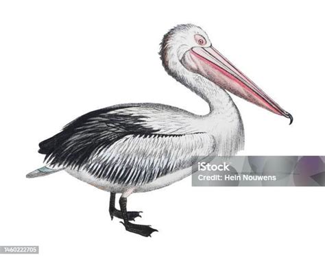 호주 펠리컨 흰색 배경에 격리된 빈티지 컬러 그림 펠리컨에 대한 스톡 벡터 아트 및 기타 이미지 Istock