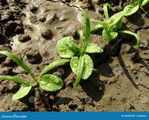 Spinach Seedlings Stock Image Image Of Land Food Outdoors 24509787