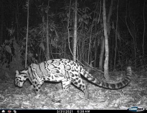 ខ្លា ពពក ជាប្រភេទសត្វអម្បូរឆ្មាព្រៃ ឬខ្លា