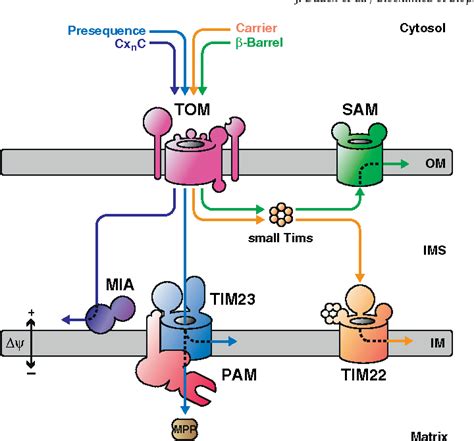 Protein Targeting To Mitochondrion Semantic Scholar