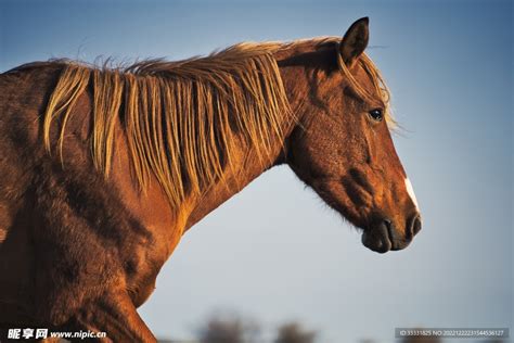 马摄影图家禽家畜生物世界摄影图库昵图网