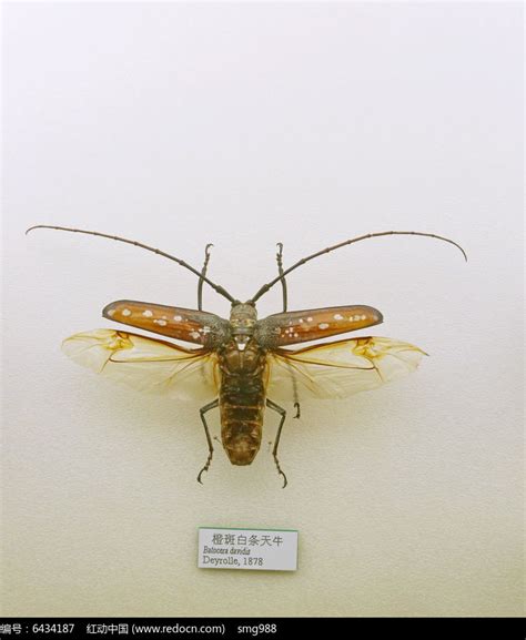 昆昆虫甲虫橙斑白条天牛标本高清图片下载 红动中国