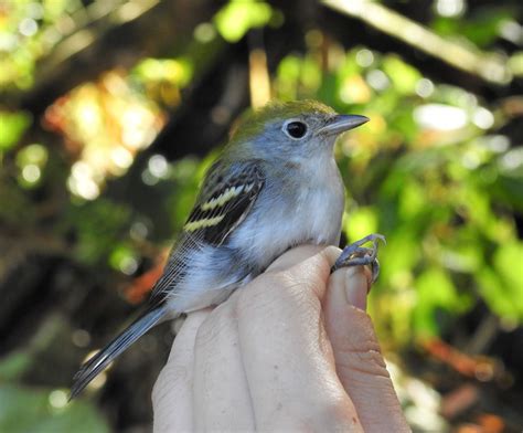 Mosi Bird Banding Program Osa Birds