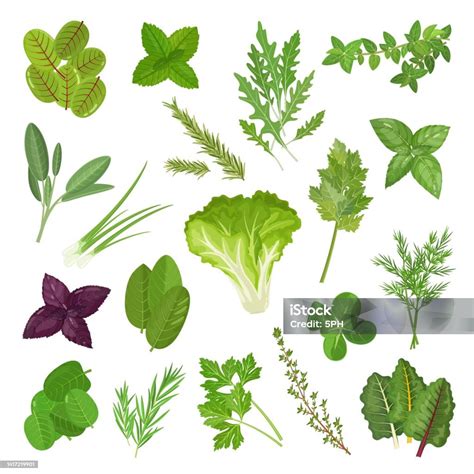 바질 민트 오레가노 시금치 차드 및 기타 식물로 설정된 매운 요리 허브와 양상추 흰색 배경에 벡터 일러스트 레이 션 잎에 대한 스톡 벡터 아트 및 기타 이미지 Istock