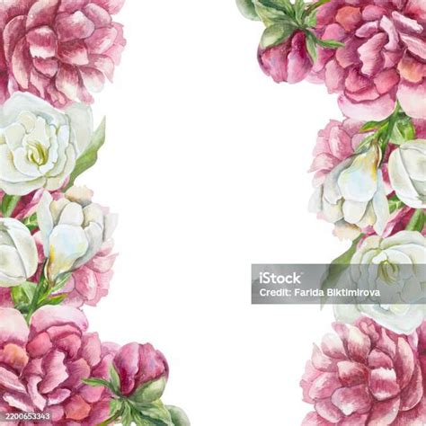 모란 프레임 부르고뉴 및 흰색 꽃 프리지어 식물 수채화 삽화 절연 생일 카드 청첩장 레이블 배너 0명에 대한 스톡 벡터 아트 및 기타 이미지 Istock