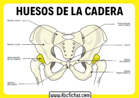 Anatomía Y Huesos De La Cadera Y La Pelvis