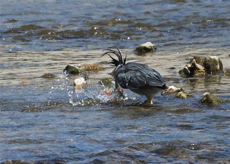 近くの川の中洲の野鳥 7月24日撮 ササゴイやっと婚姻色オイカワGET 空色鳥撮りⅢ