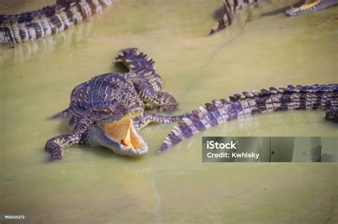 배고픈 악어는 입과 음식 사육 농장에 대 한 대기 악어 사육 하 고 악어와 악어 고기와 가죽을 생산 하기 위해서는 Crocodilians의 높이 대 한 농업 가죽에 대한