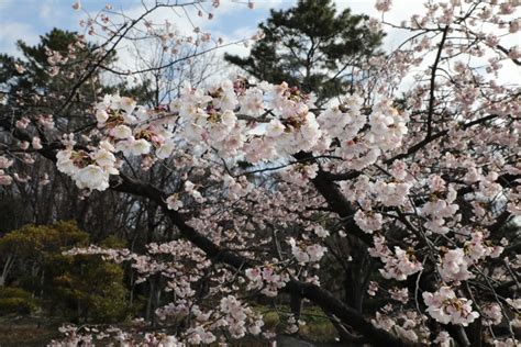 長居植物園のオオカンザクラ 季節の花々