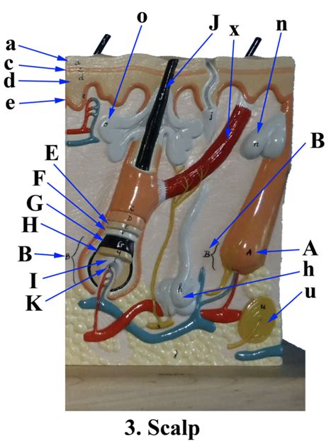 Scalp Skin Model Diagram Diagram Quizlet