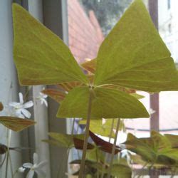 Nexus Review The Verge