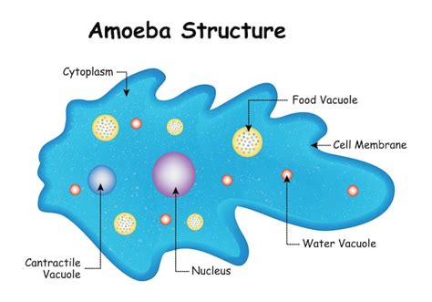 Premium Vector Anatomy Of An Amoeba Structure Vector Illustration Design