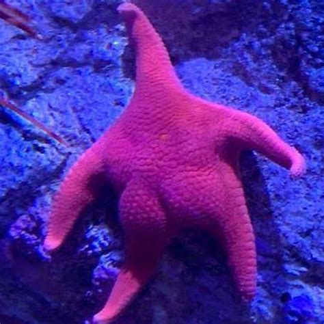 Algorithm Flop Youtube