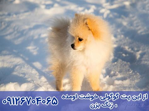 انواع سگ پامرانین پت مشاور