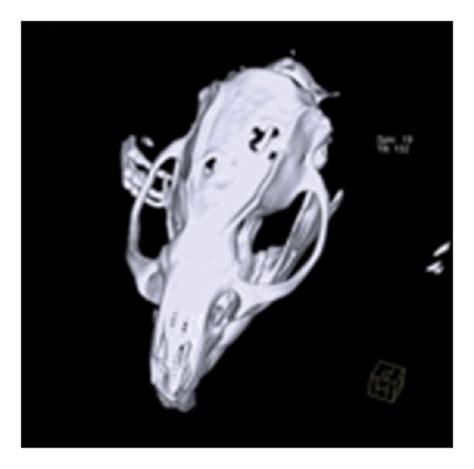 3d Reconstructions Of Cranial Ct Scans Of Defects Used For