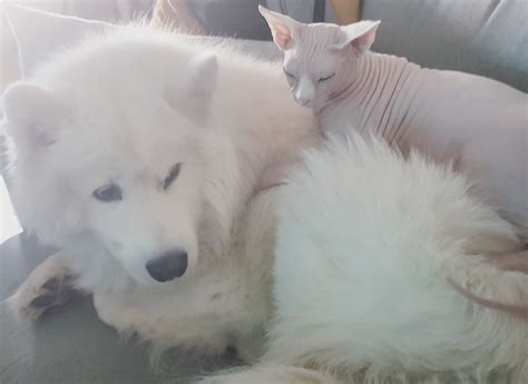 When Youre Naked And Need A Floofer Rpics