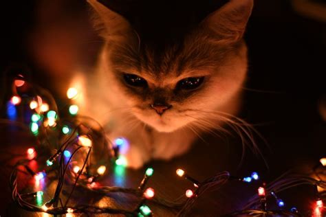 кот с огоньками | Кот, Кошки, Фотосъемка